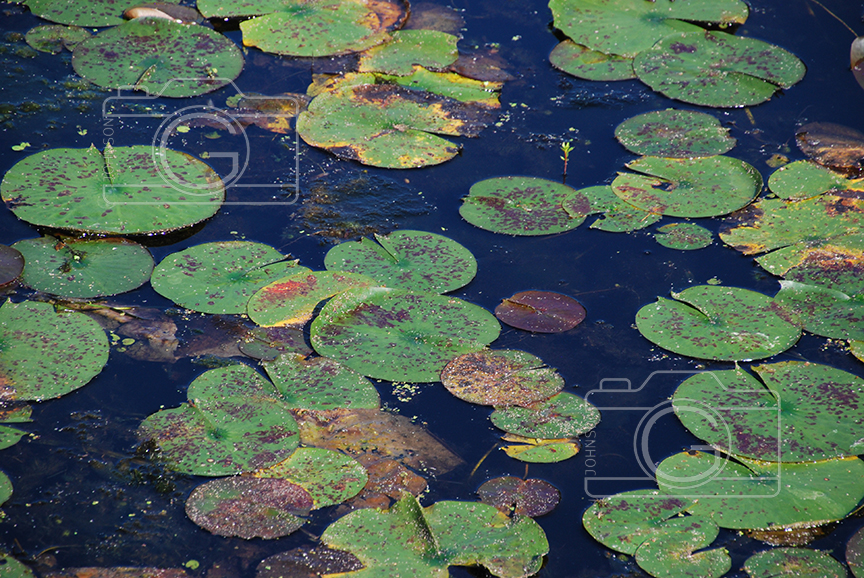 memories of monet – WM 72 dpi – PhotoArt